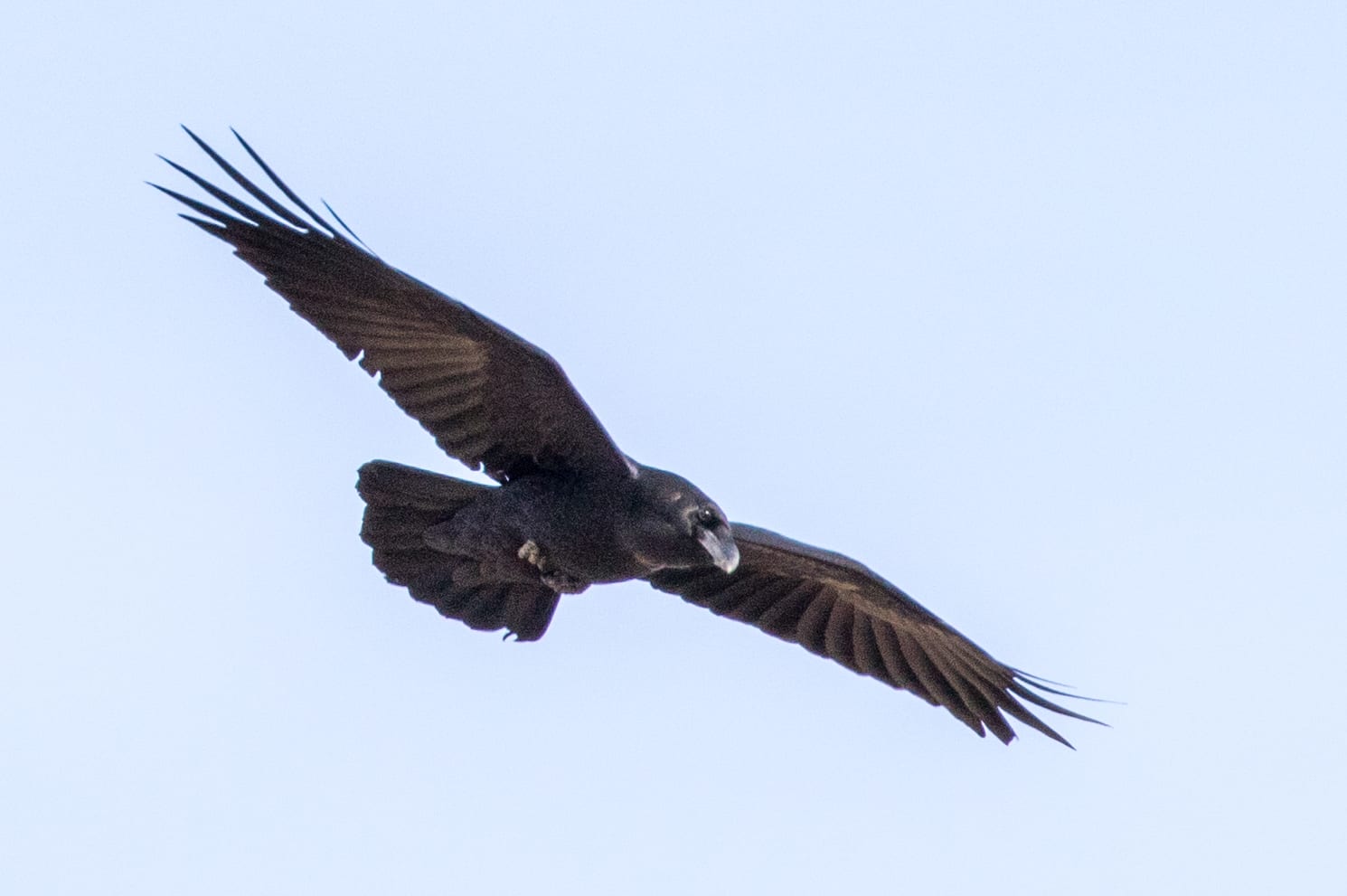Sweeping By | Great Bird Pics