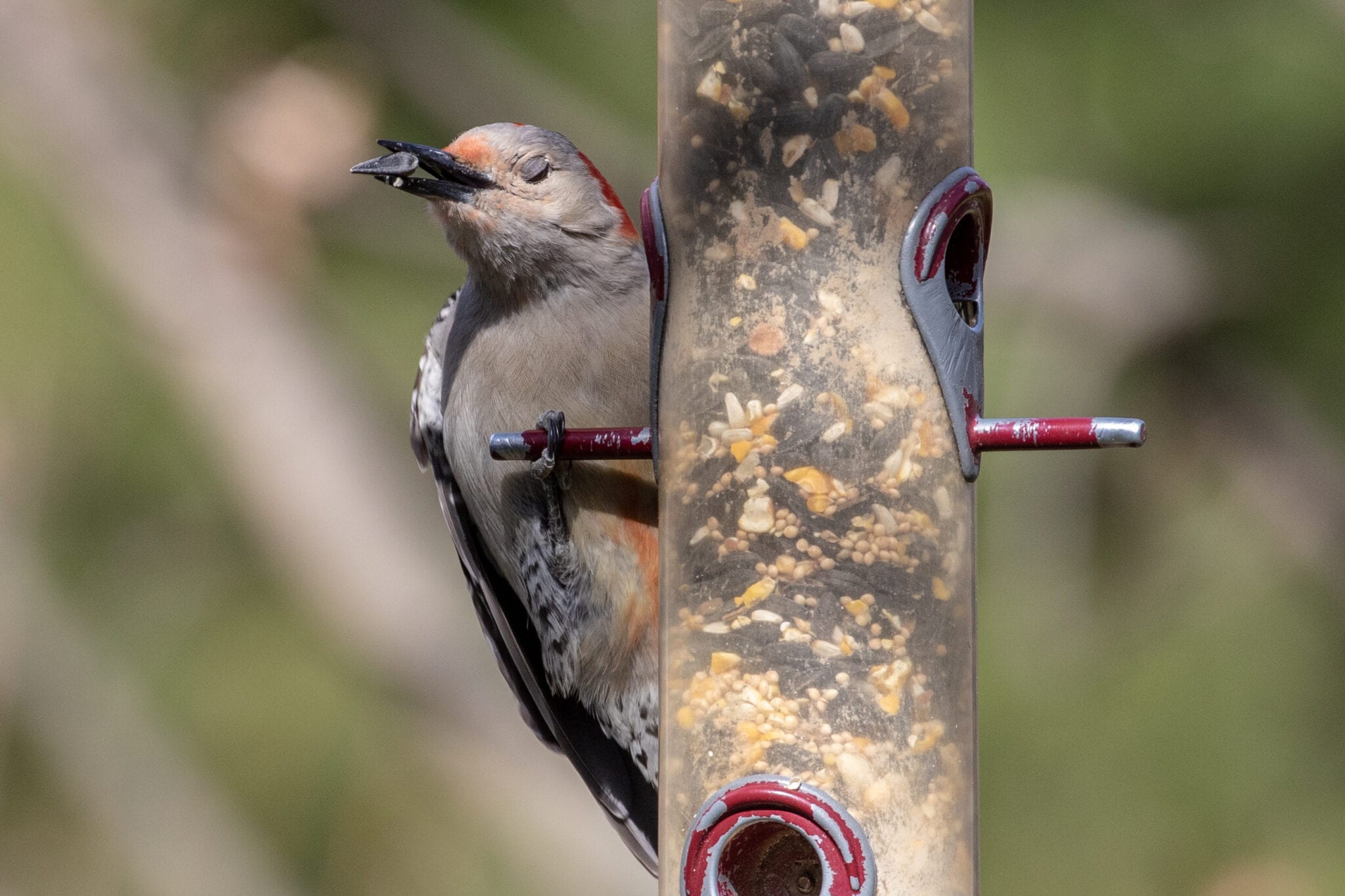 Nod Nod Wink | Great Bird Pics