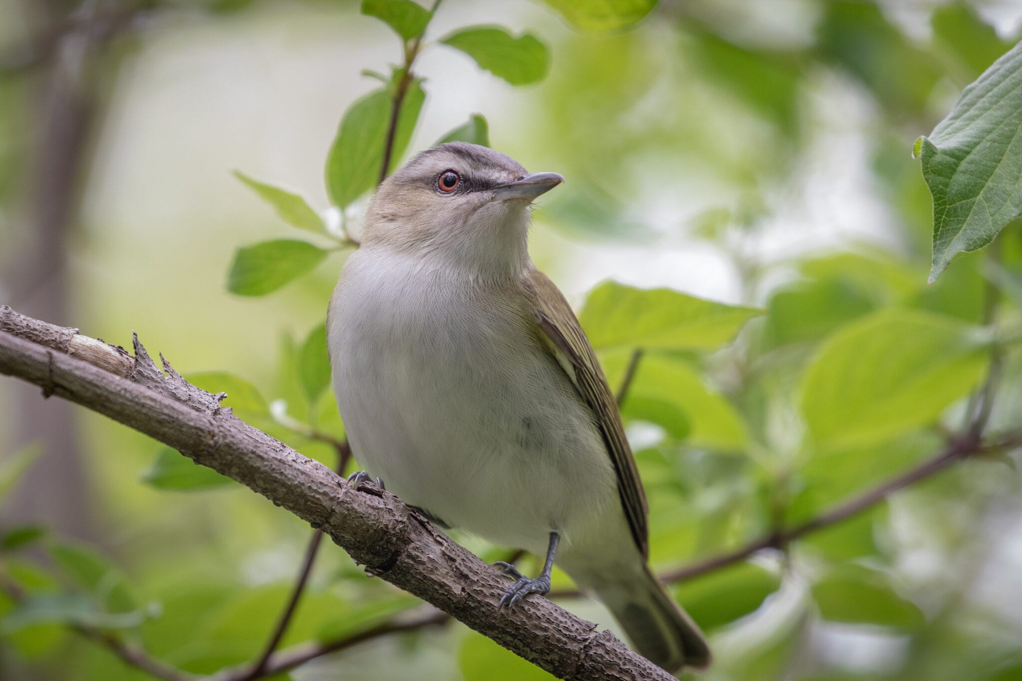 Almost A Red Eye | Great Bird Pics