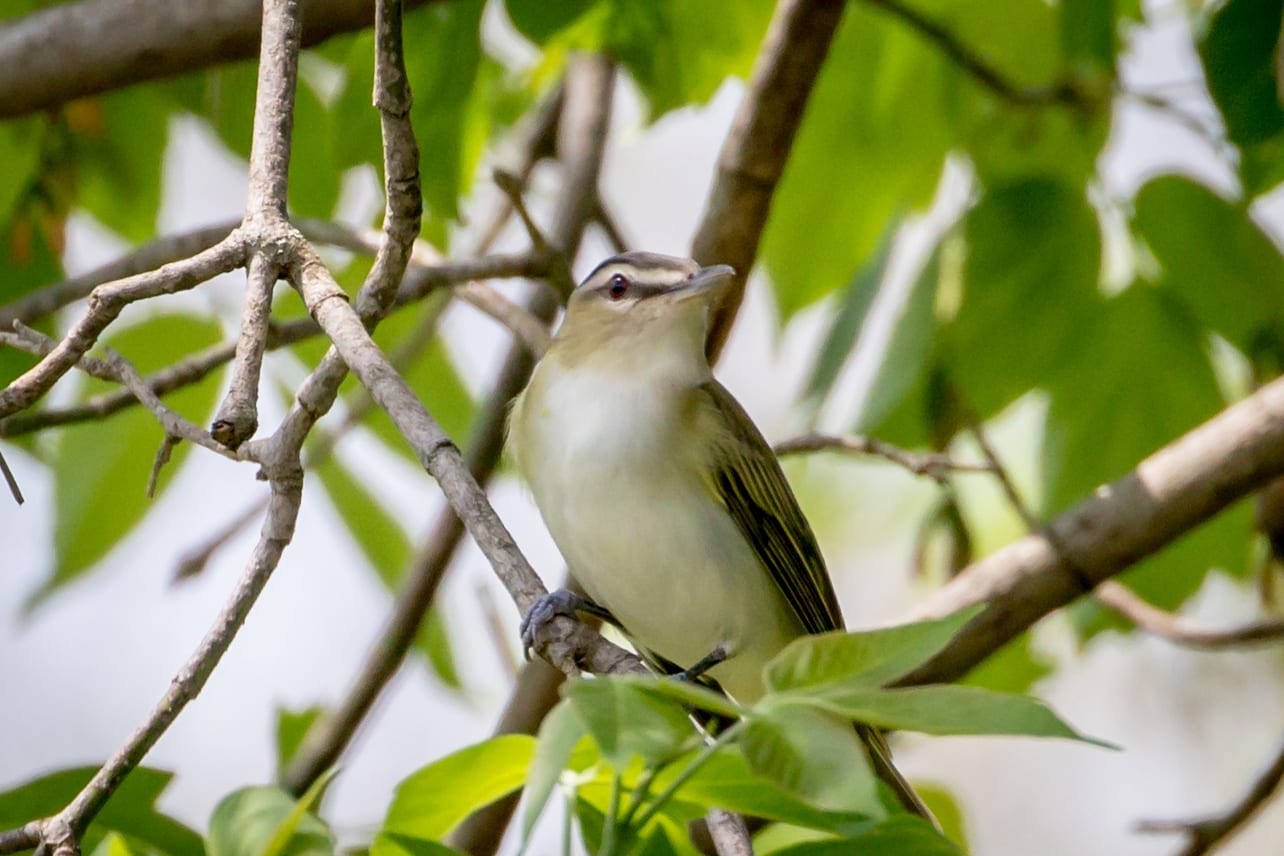 A Hint of Red | Great Bird Pics