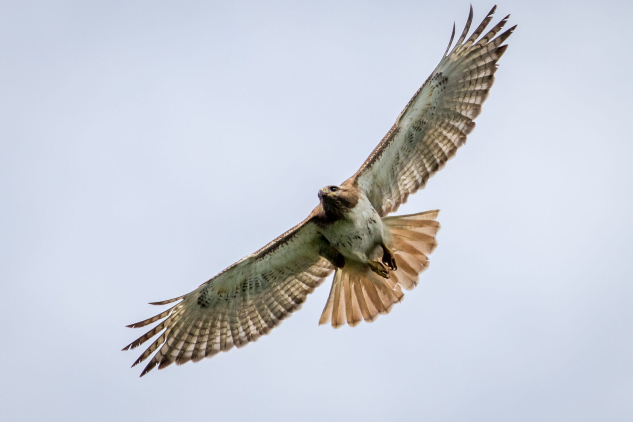 Searching from Above | Great Bird Pics