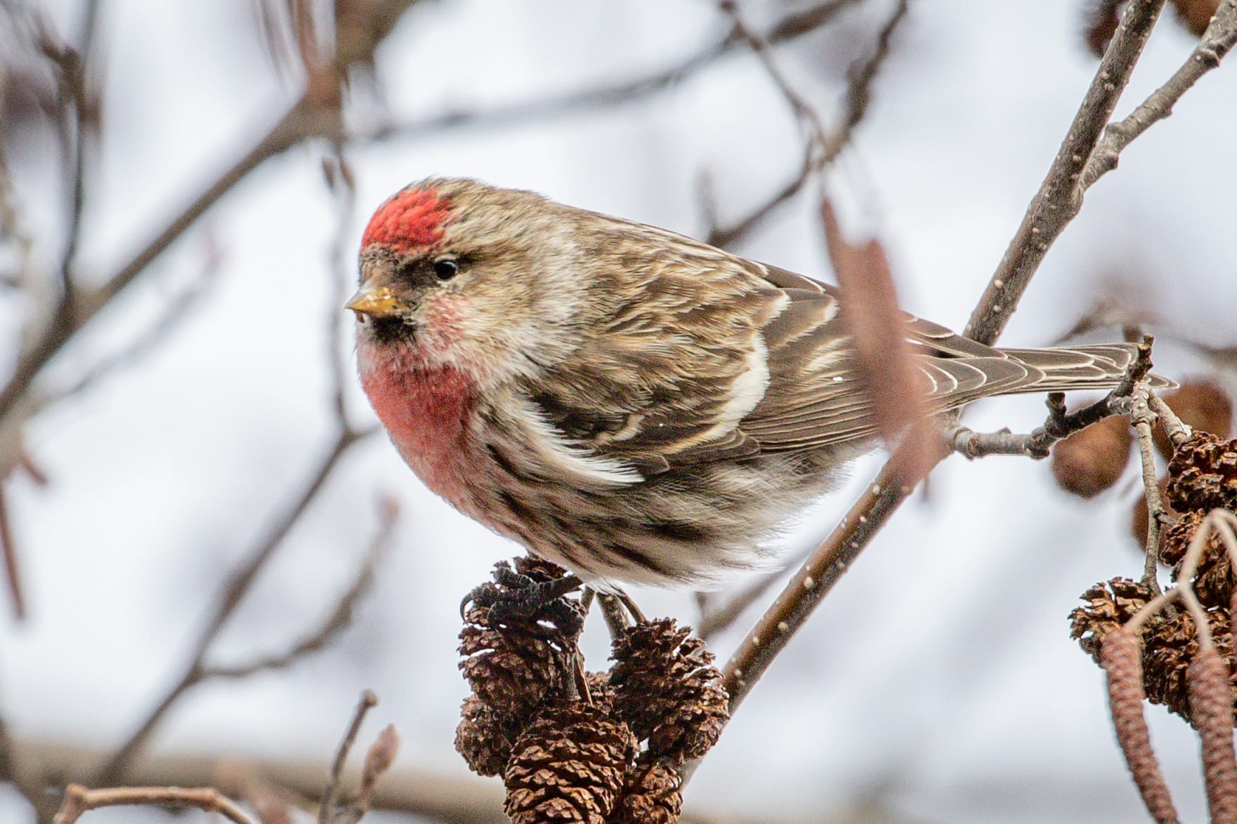 Guarding the Seeds | Great Bird Pics