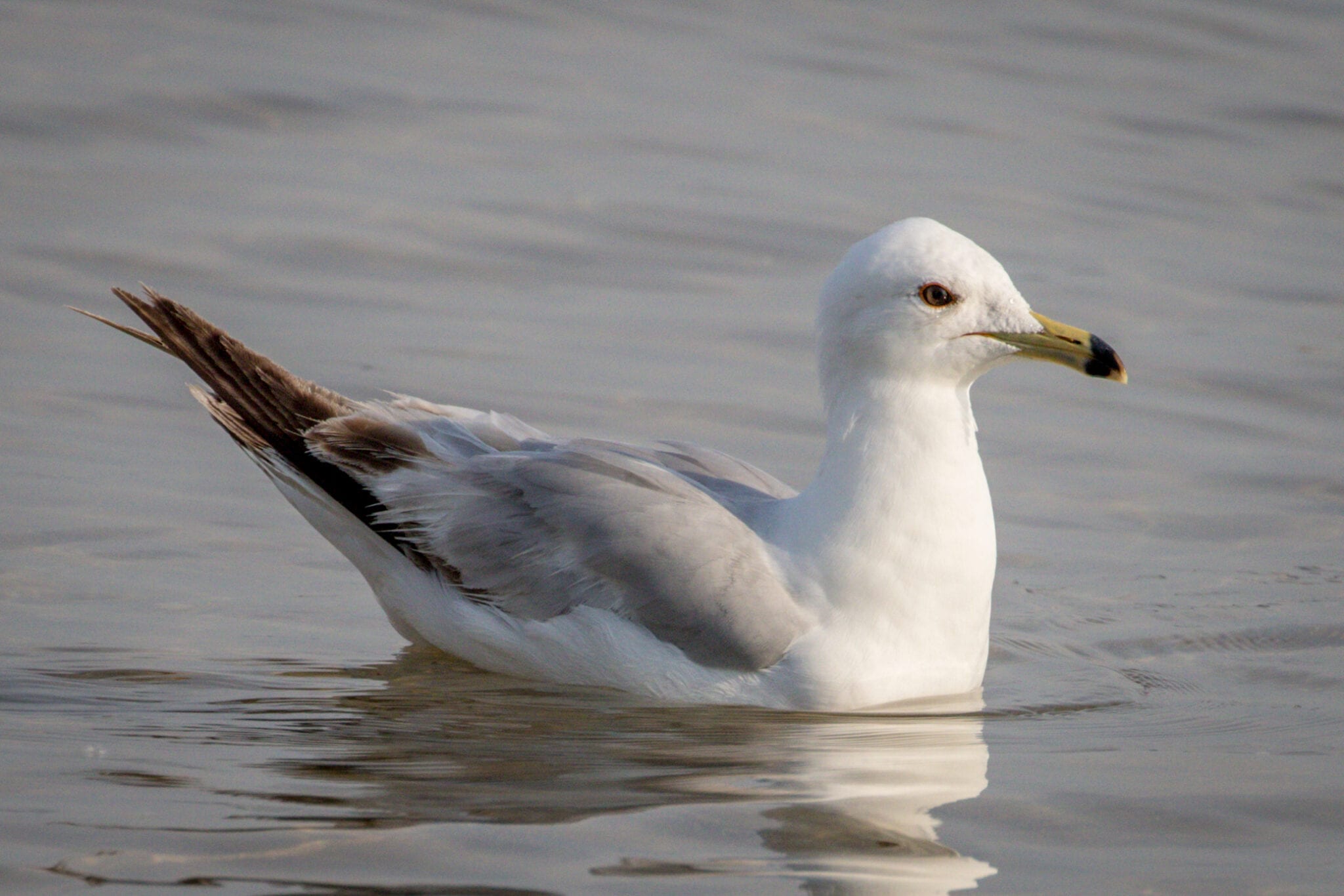 Looks Nice Here | Great Bird Pics