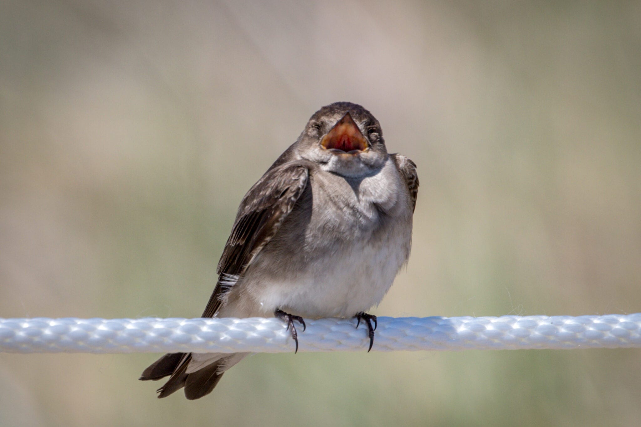 Swallowed a Bug? | Great Bird Pics