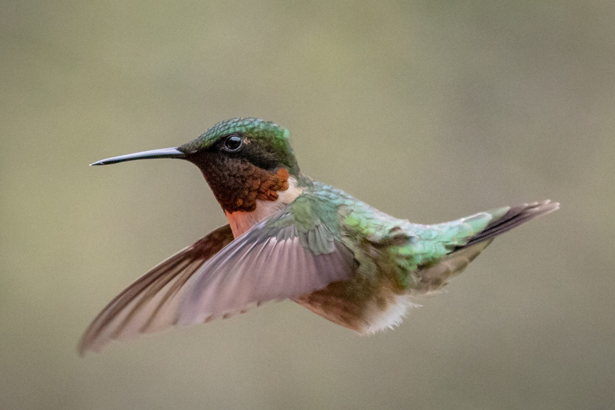 Approaching Target | Great Bird Pics