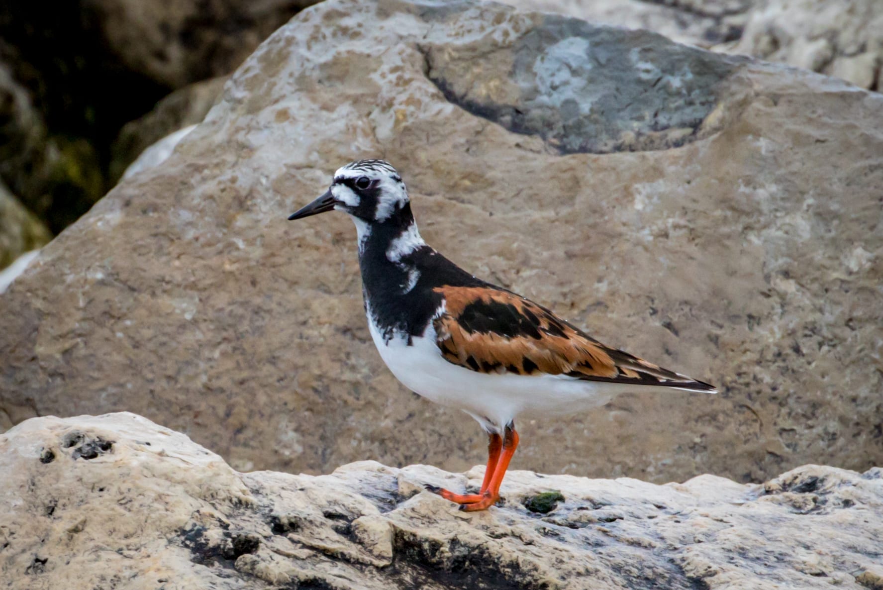 Multitude of Colors and Patterns | Great Bird Pics