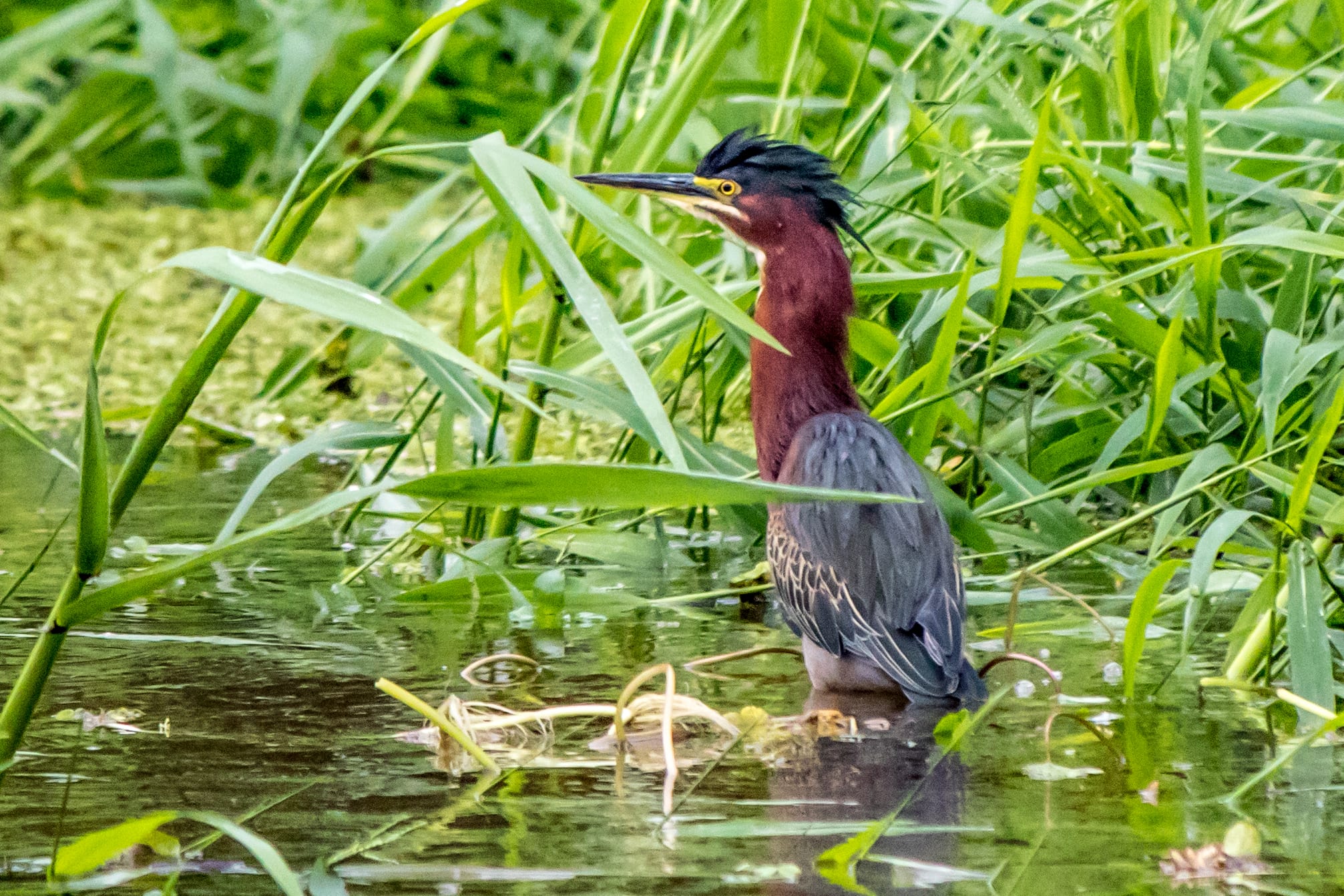 Beautiful Colors | Great Bird Pics