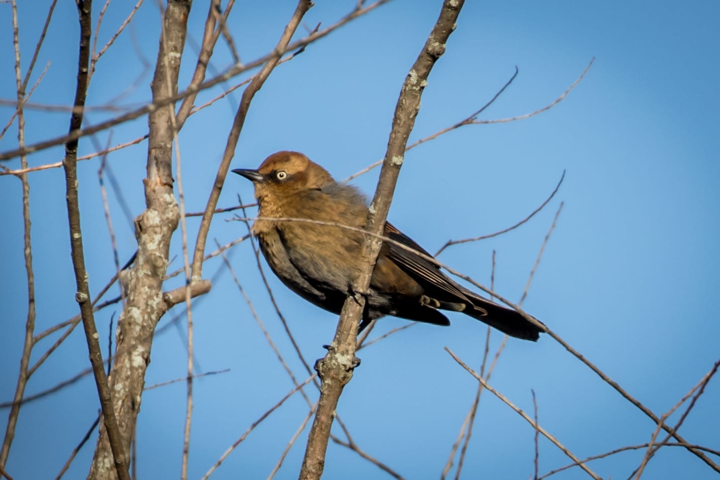 Early Riser | Great Bird Pics