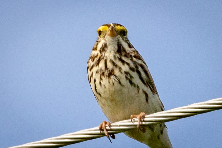 Yellow Lores | Great Bird Pics