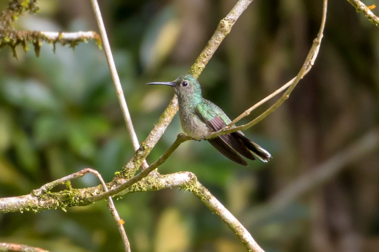 In the Shadow of an Extinct Volcano | Great Bird Pics