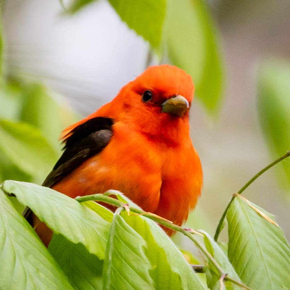 Zoom In | Great Bird Pics