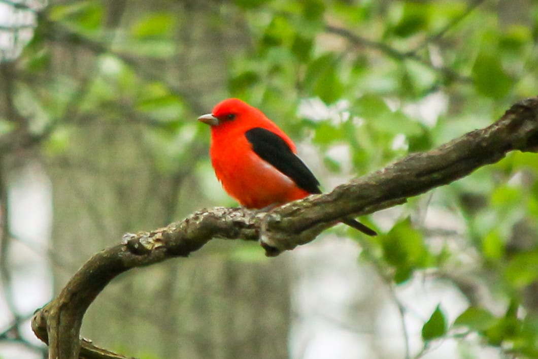 Bright Red | Great Bird Pics