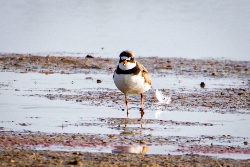 Only Half-Palmated | Great Bird Pics