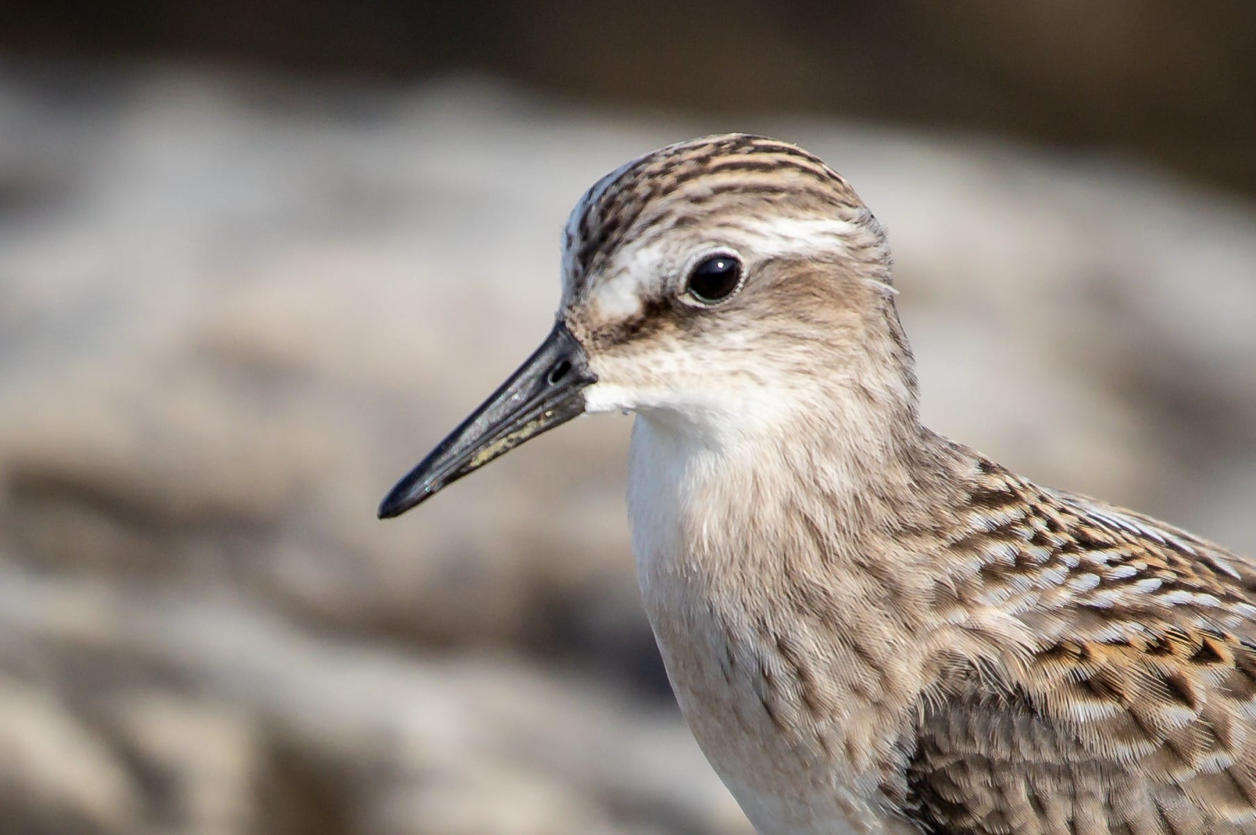 Close-up | Great Bird Pics