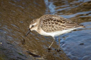What Does Semipalmated Mean? | Great Bird Pics