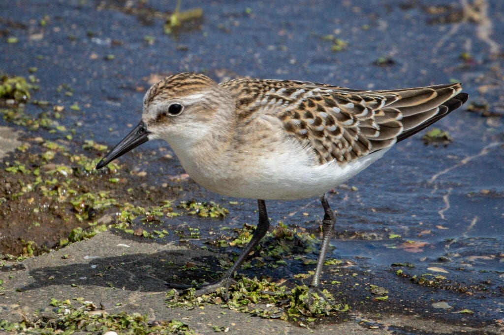 Getting Its Feet Dirty | Great Bird Pics