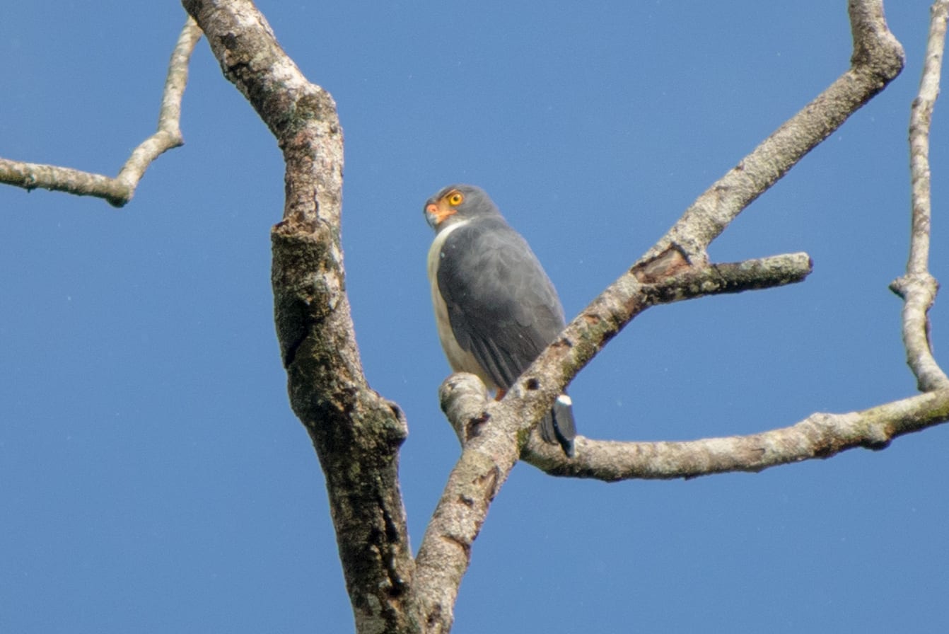 Not All Plumbius | Great Bird Pics