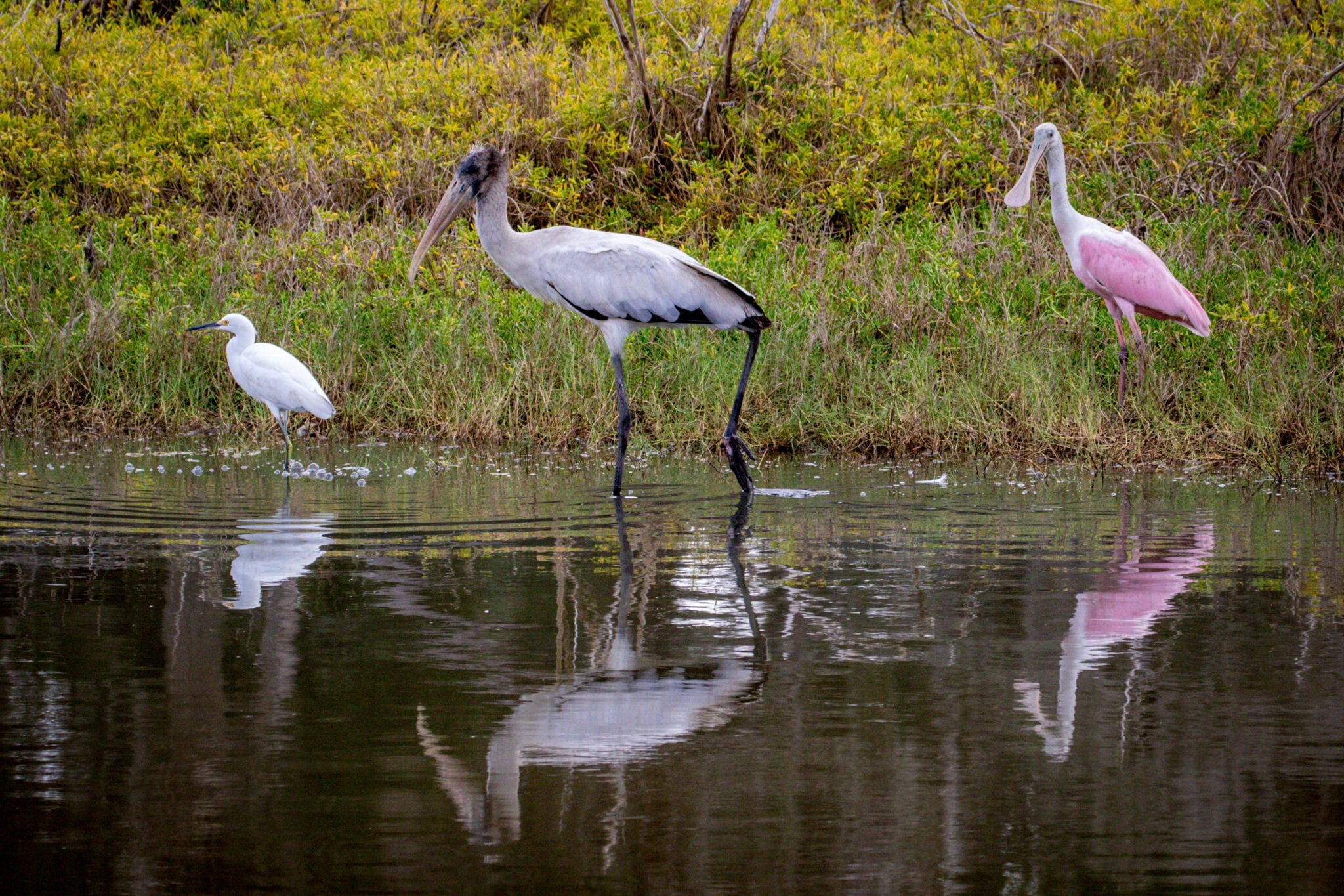 Three Different Birds | Great Bird Pics
