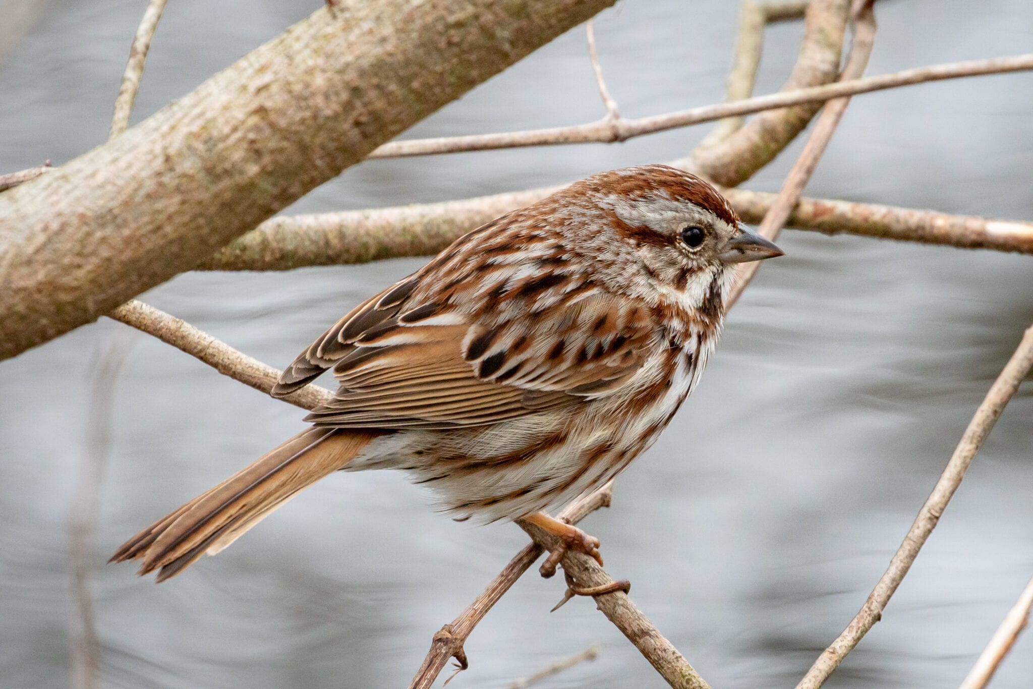 Too Cold to Sing | Great Bird Pics