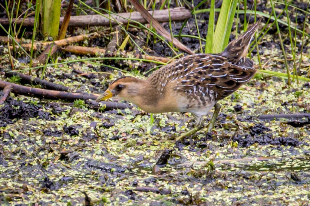 Big Feet | Great Bird Pics