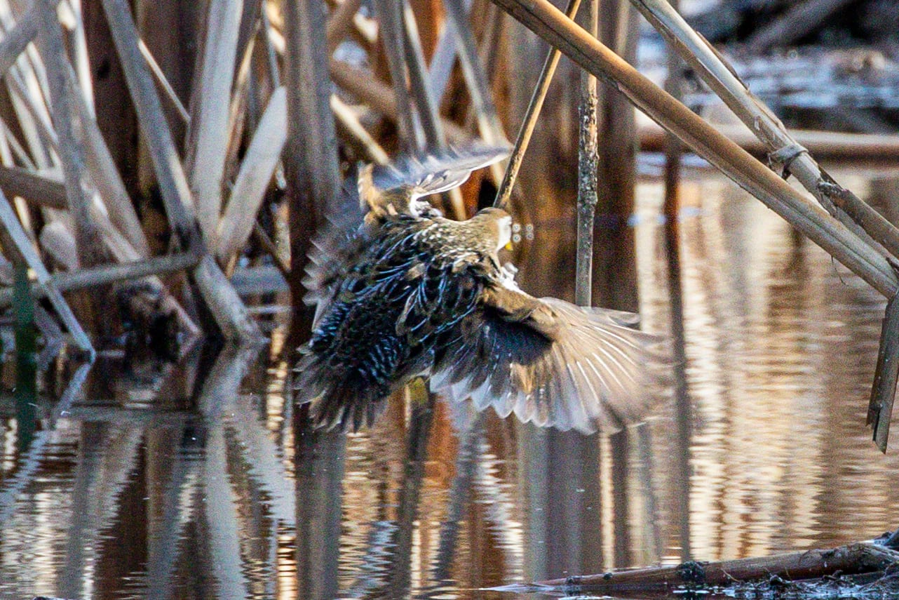 Taking Flight | Great Bird Pics