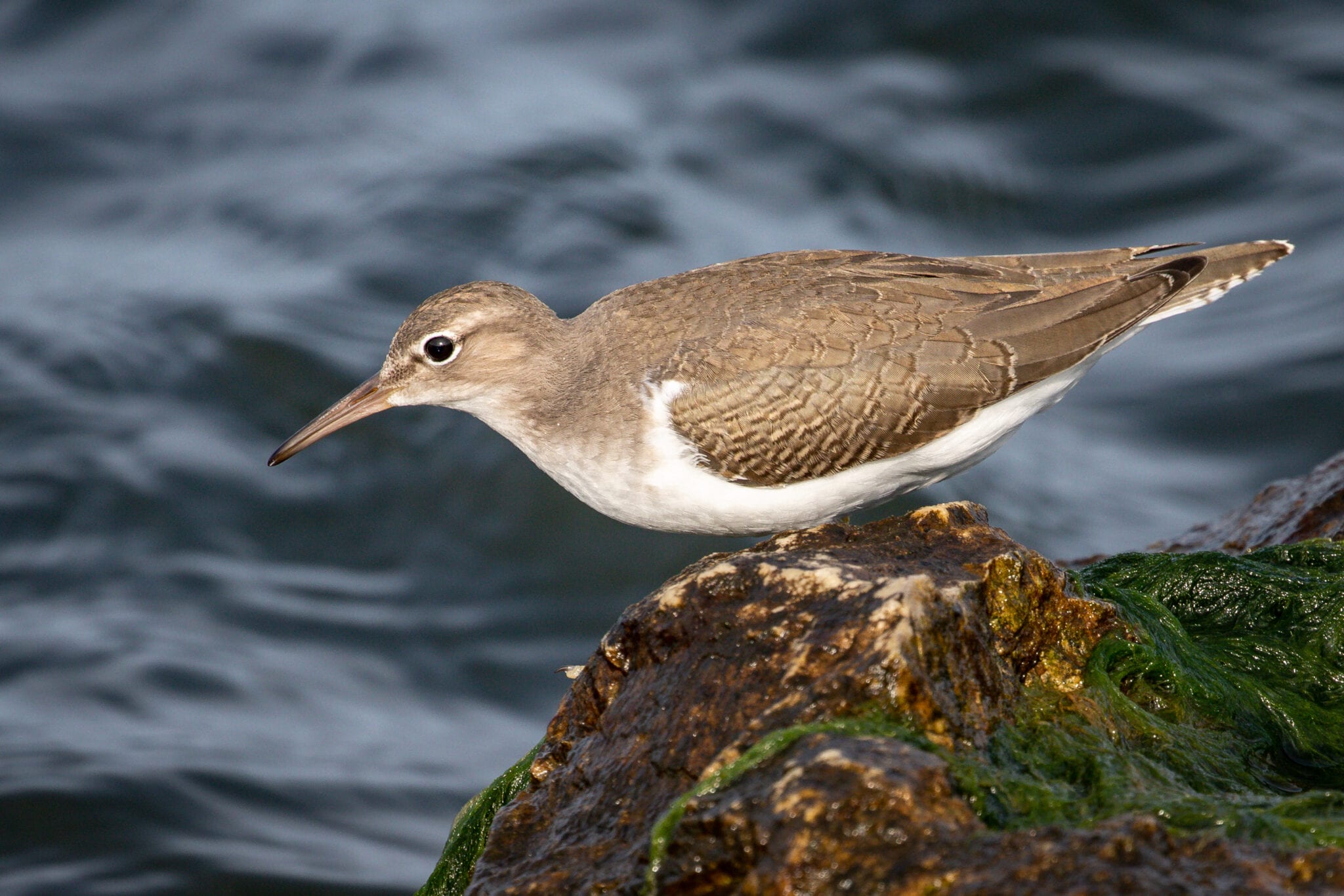 Where are the Spots? | Great Bird Pics