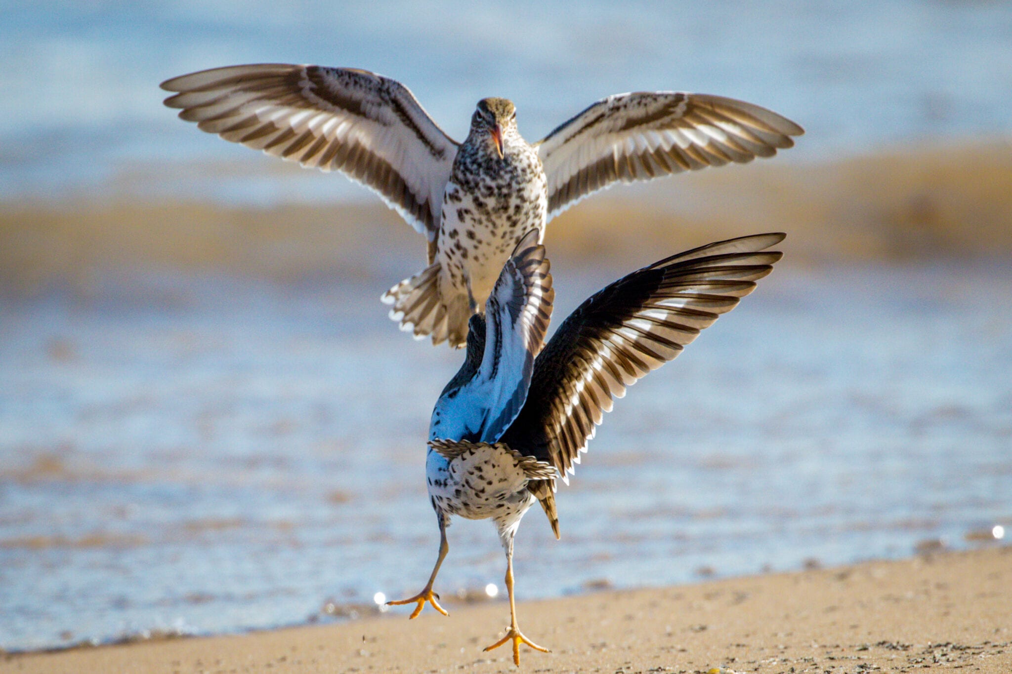 Leap Frog | Great Bird Pics