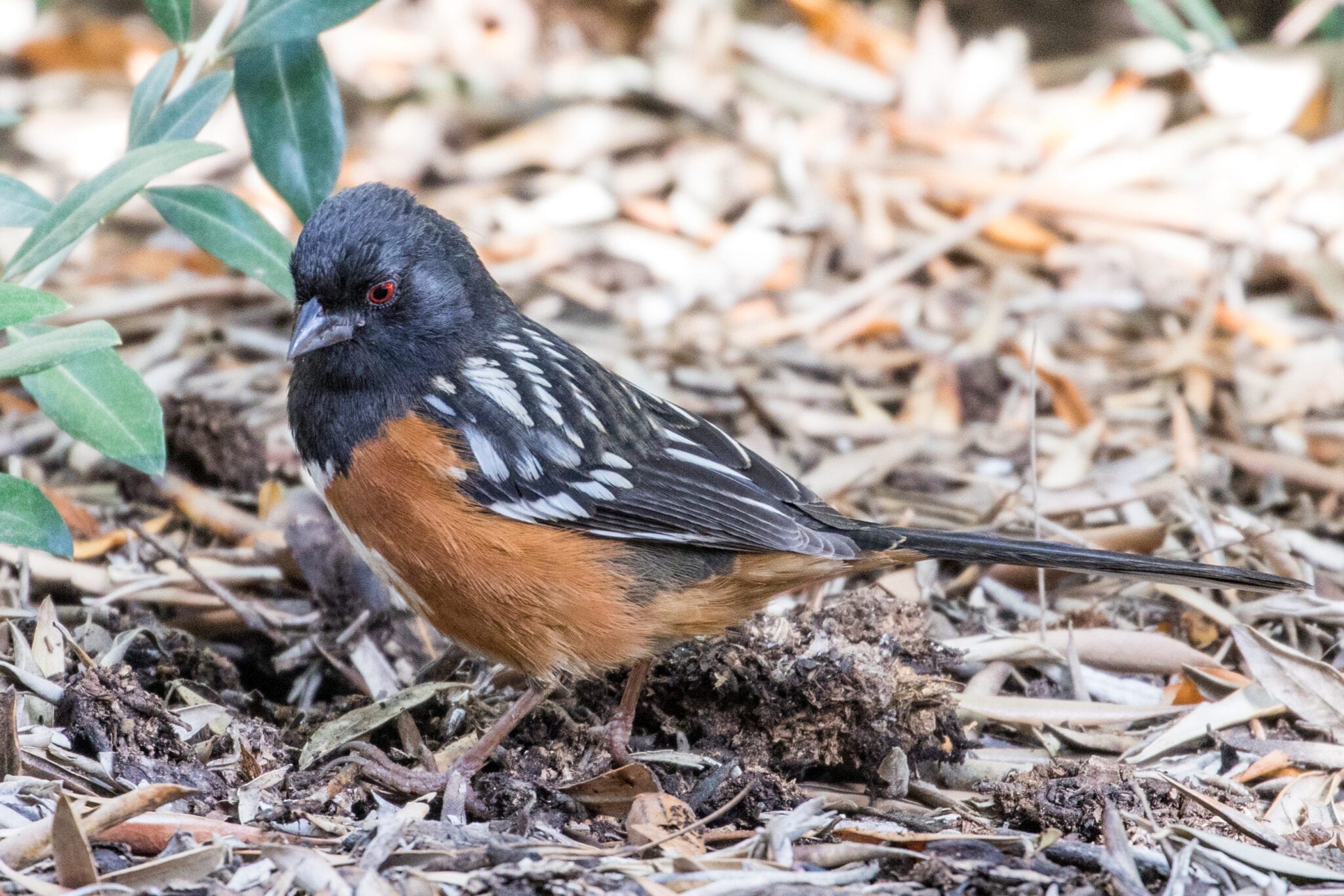Red Eye Special | Great Bird Pics