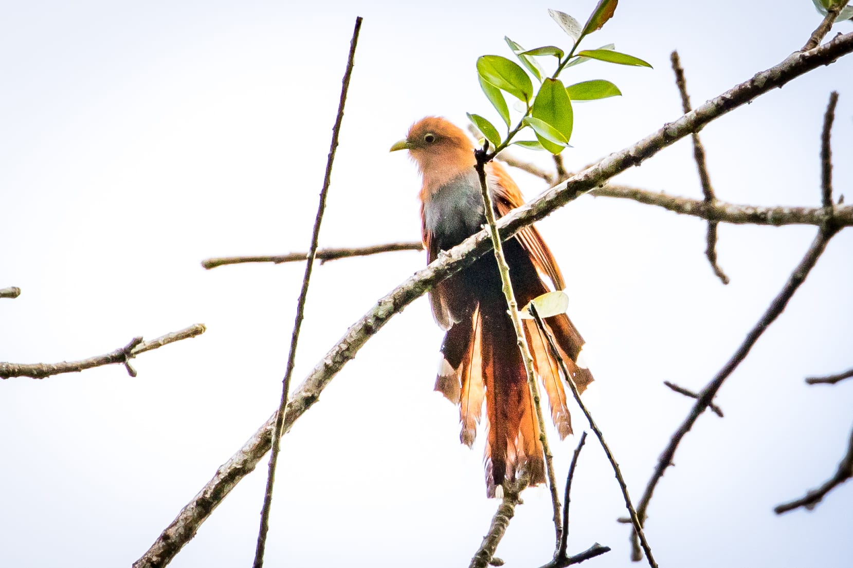 It’s Either Squirrelly or Cuckoo – but Both? | Great Bird Pics