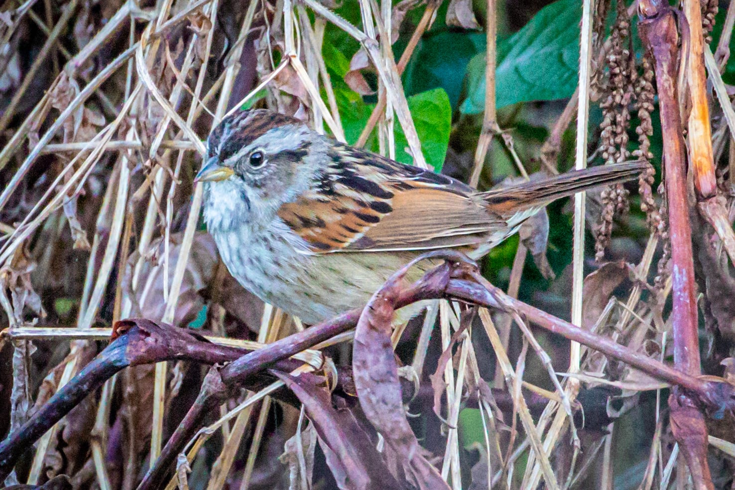 Swampie | Great Bird Pics