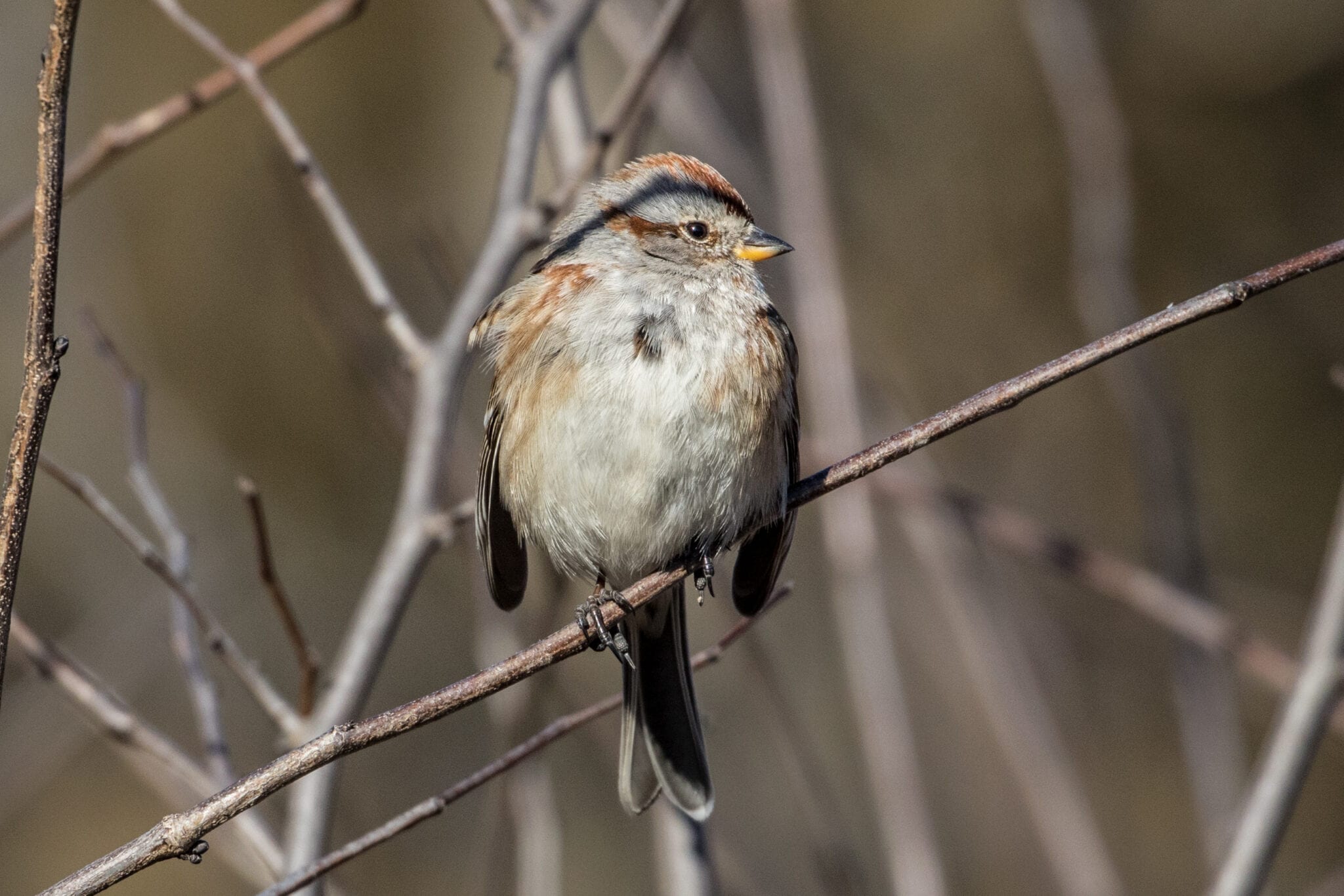 Dot Marks the Tree | Great Bird Pics
