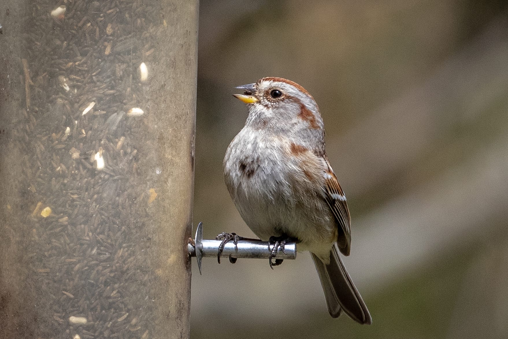 How to Feed a Tree | Great Bird Pics