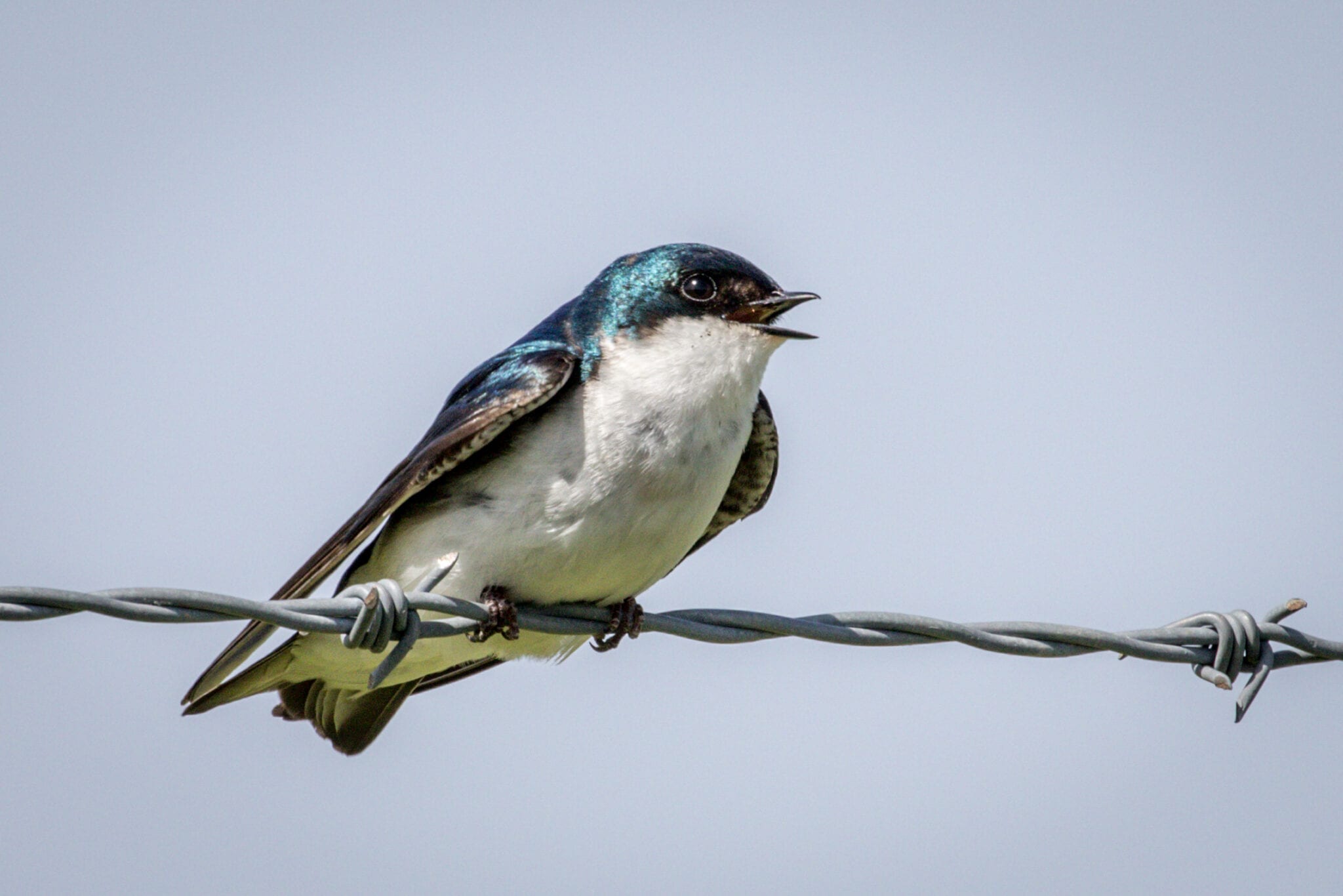 Making Noise | Great Bird Pics