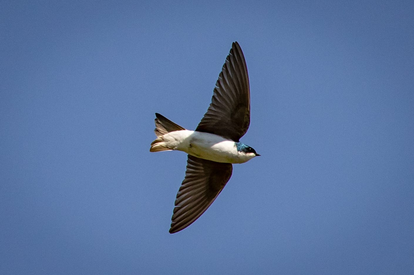 Fast Little Suckers | Great Bird Pics