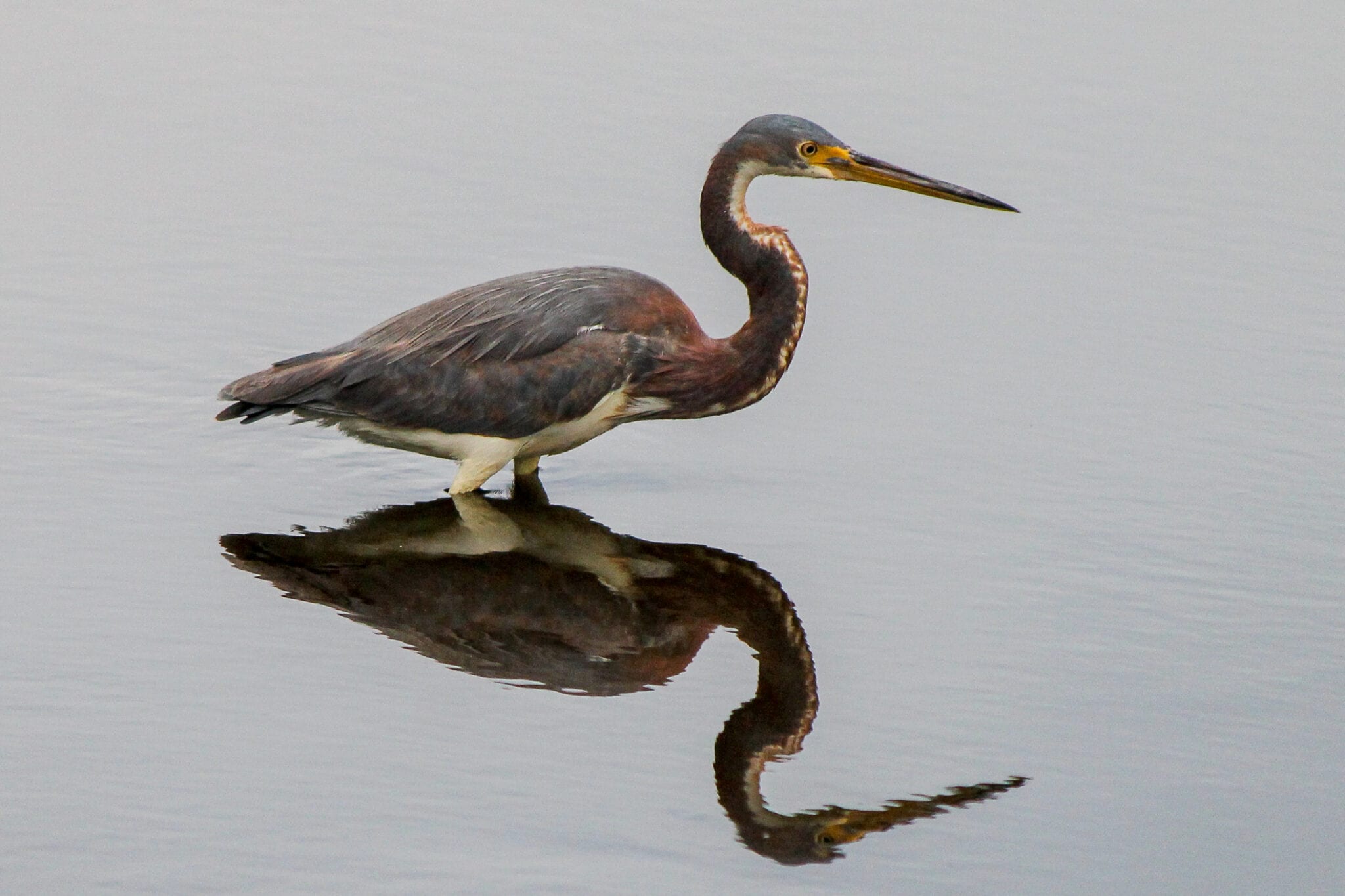 Tri irT | Great Bird Pics