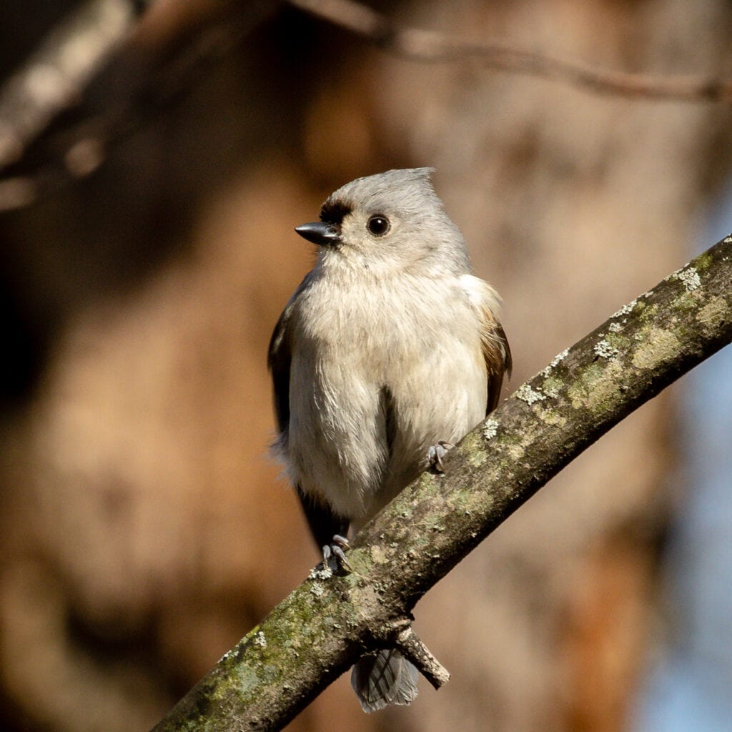 Tuft Showing | Great Bird Pics
