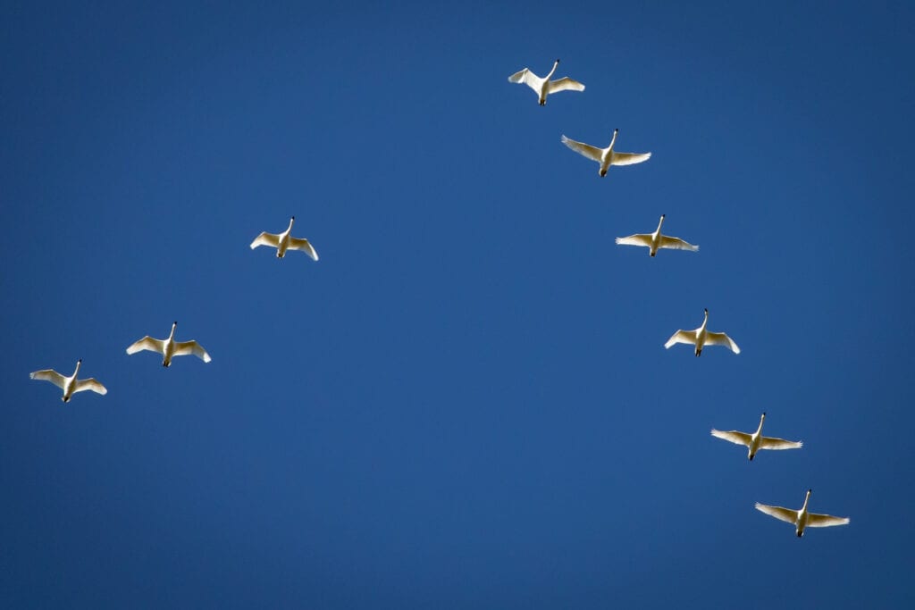 Back From the Tundra | Great Bird Pics