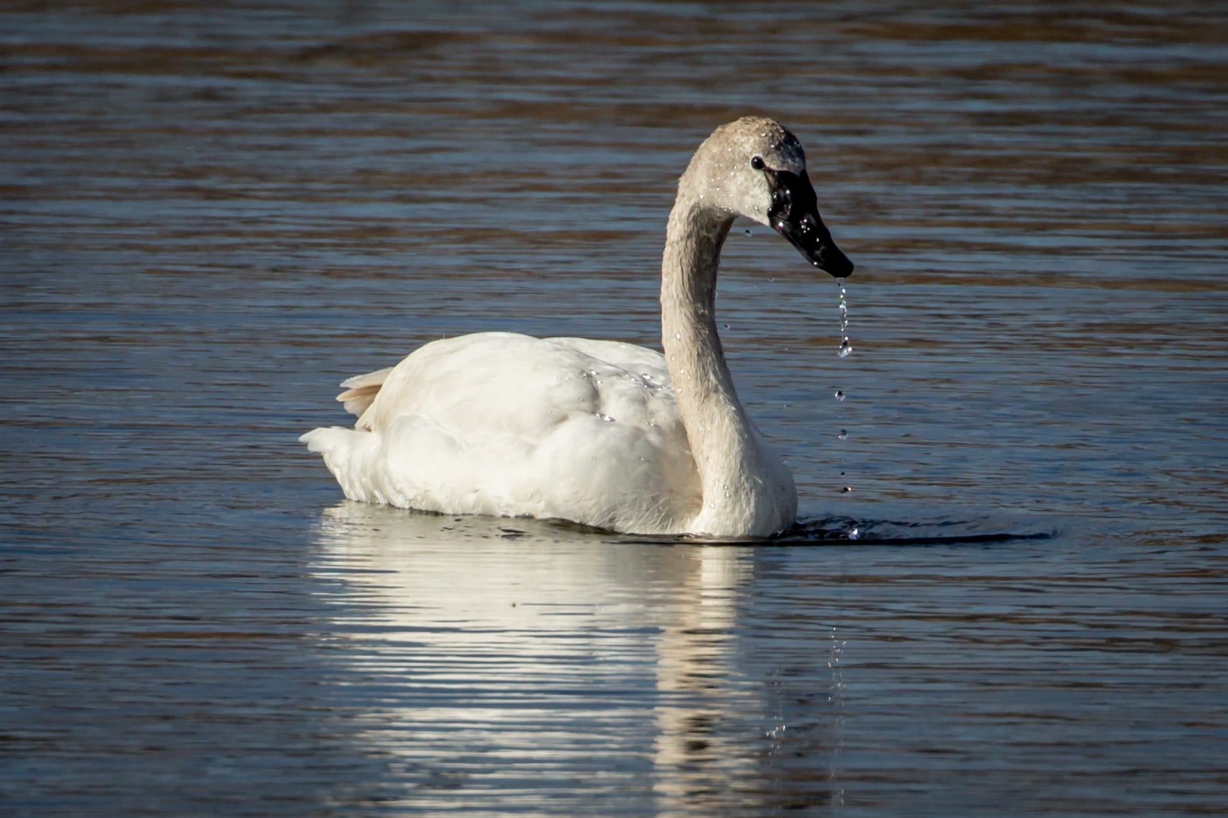Visit from the Tundra | Great Bird Pics
