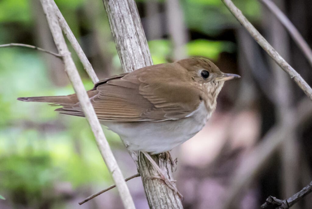 Veery Interesting | Great Bird Pics