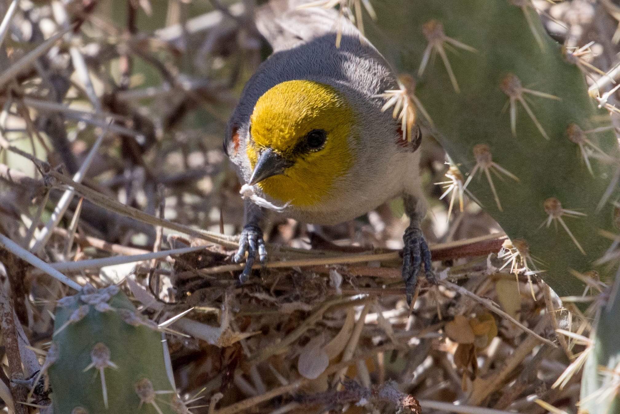 A Bit of Fluff | Great Bird Pics