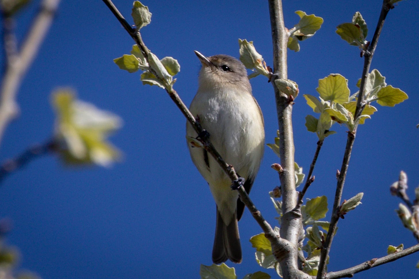 Getting Ready to Warble | Great Bird Pics