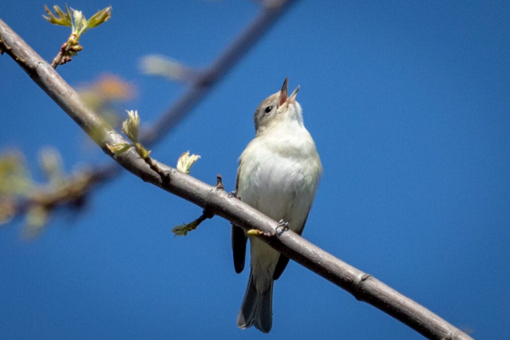 Warbling | Great Bird Pics