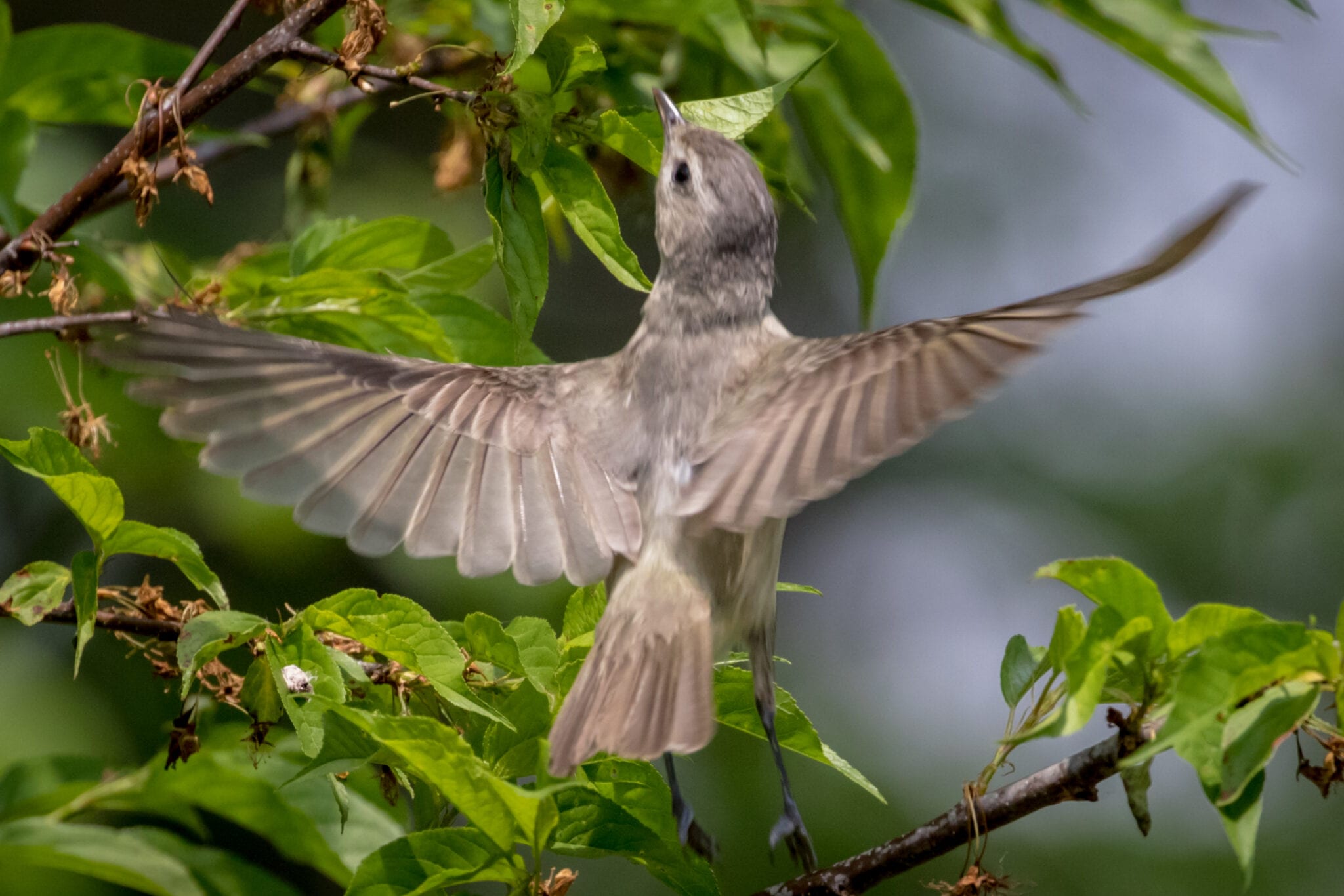 Out-stretched Wings | Great Bird Pics