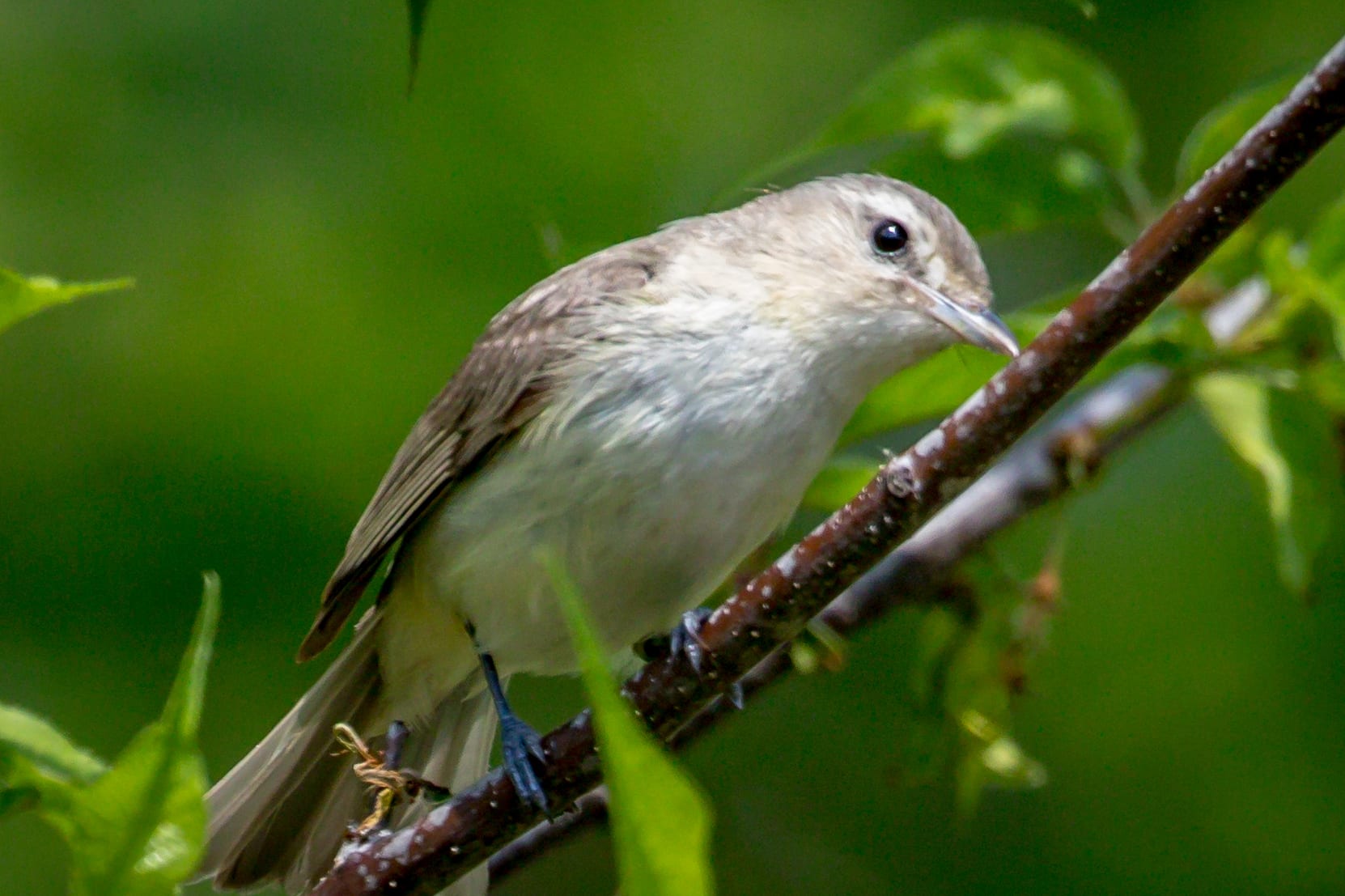 Casual Glance | Great Bird Pics
