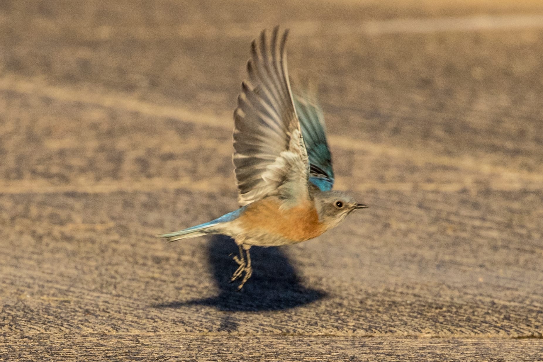 On the Fly | Great Bird Pics