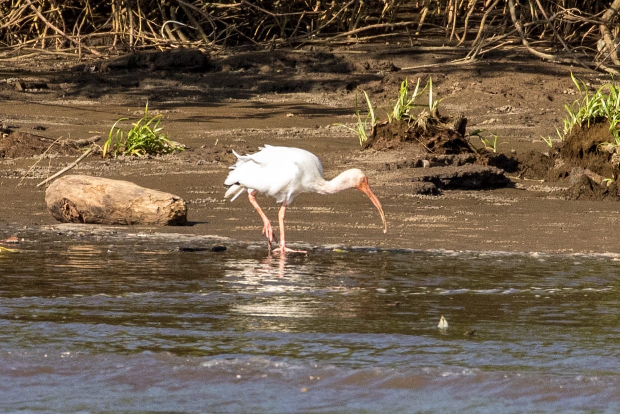 Probing for Food | Great Bird Pics