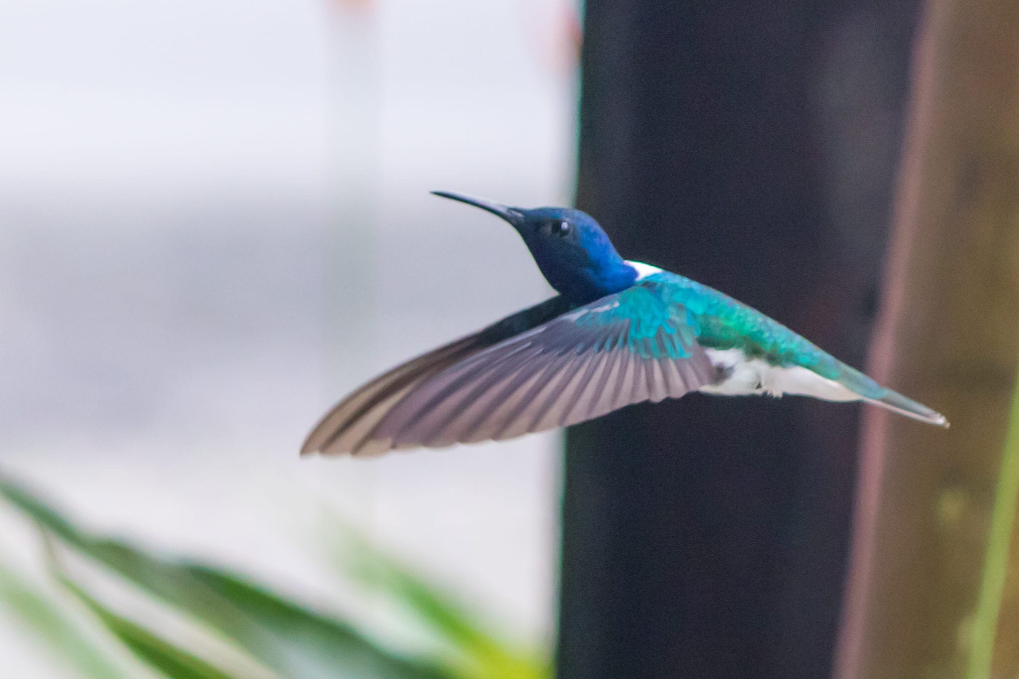 Perfect Form | Great Bird Pics