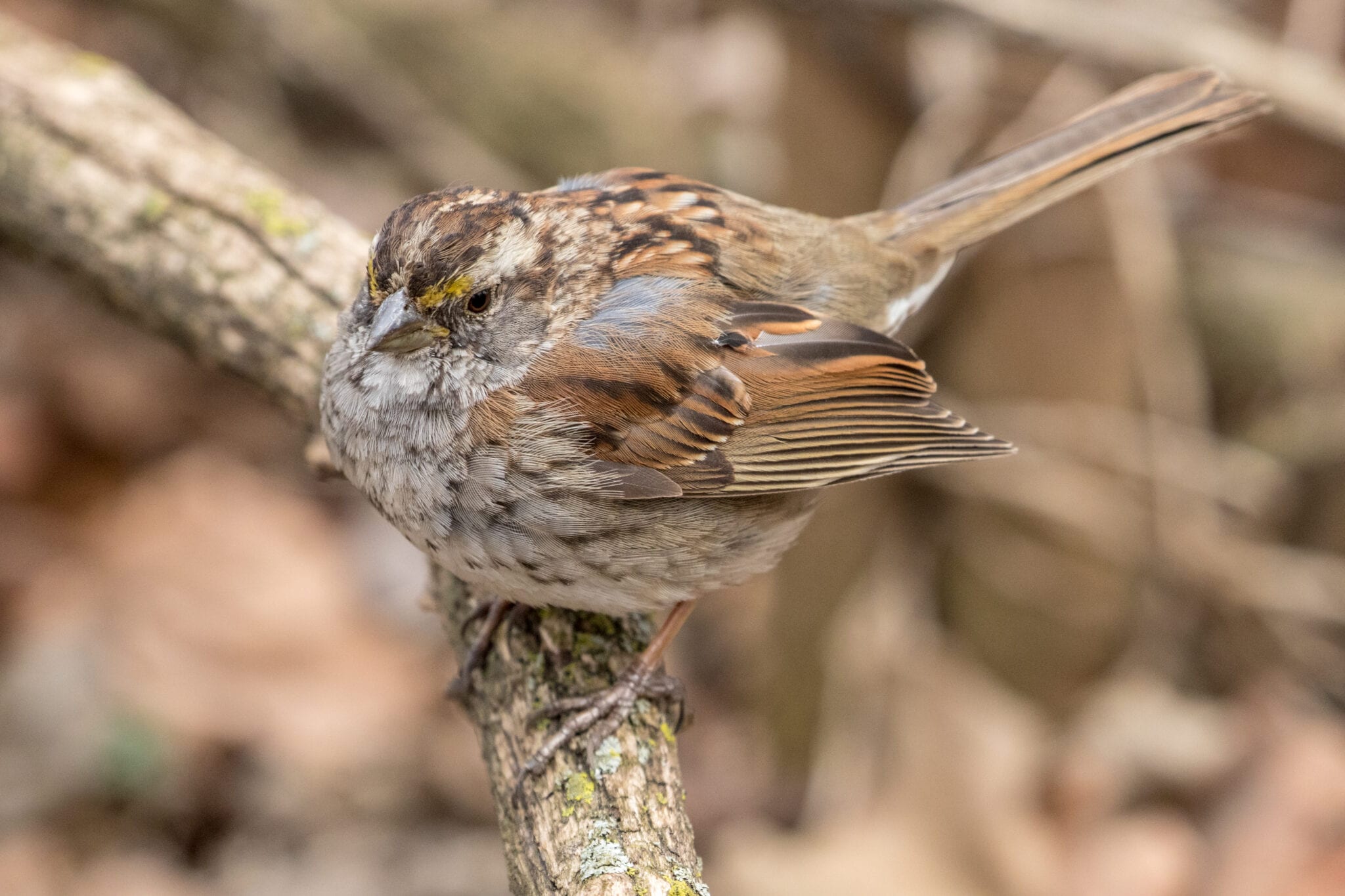 Duplicate | Great Bird Pics