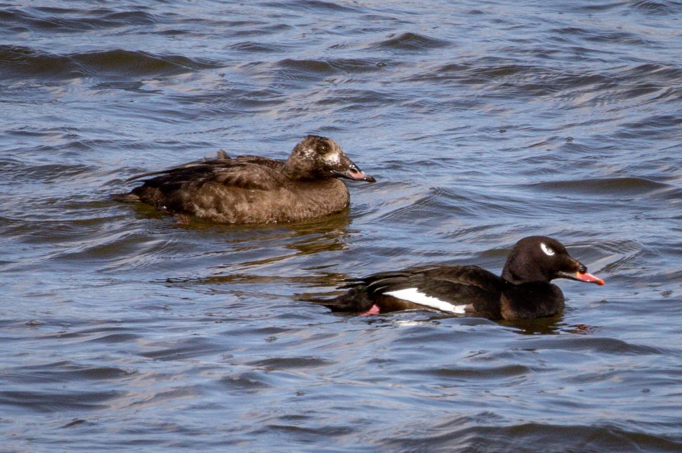 Contrasting Couple | Great Bird Pics