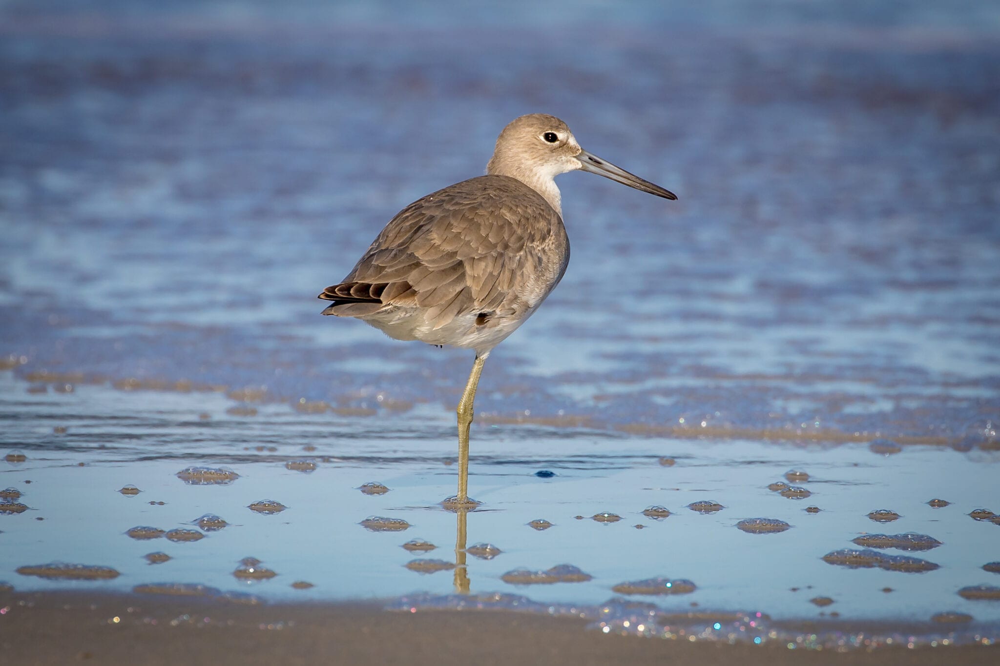 How Do They Do That? | Great Bird Pics